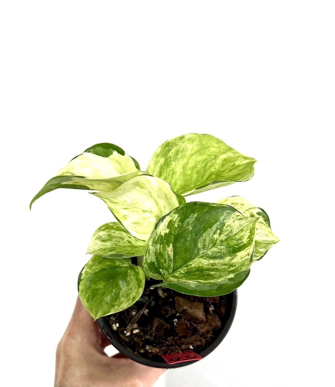 Manjula Pothos in 4 Pot / Epipremnum Aureum 'manjula' Pothos Exact ...