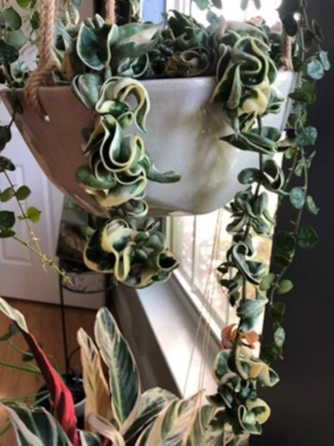 Hoya Carnosa 'compacta Variegata' Variegated Rope Hoya Cutting One 4 ...