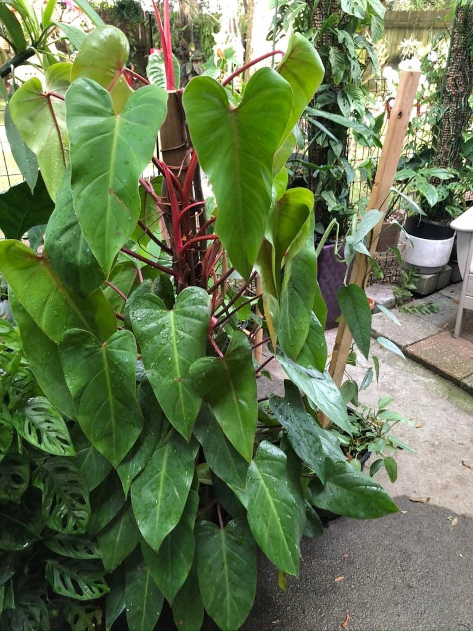 Philodendron Red Emerald Unrooted 6" Cutting With Multiple Nodes ...