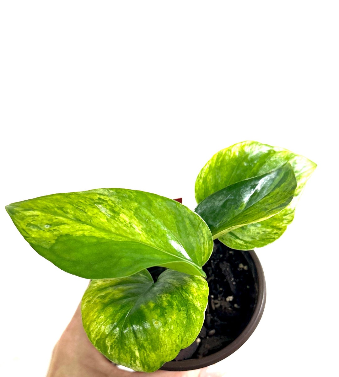 Jessenia Pothos Rare Pothos in 4 Pot Collectors Pothos Exact Plant 40 ...