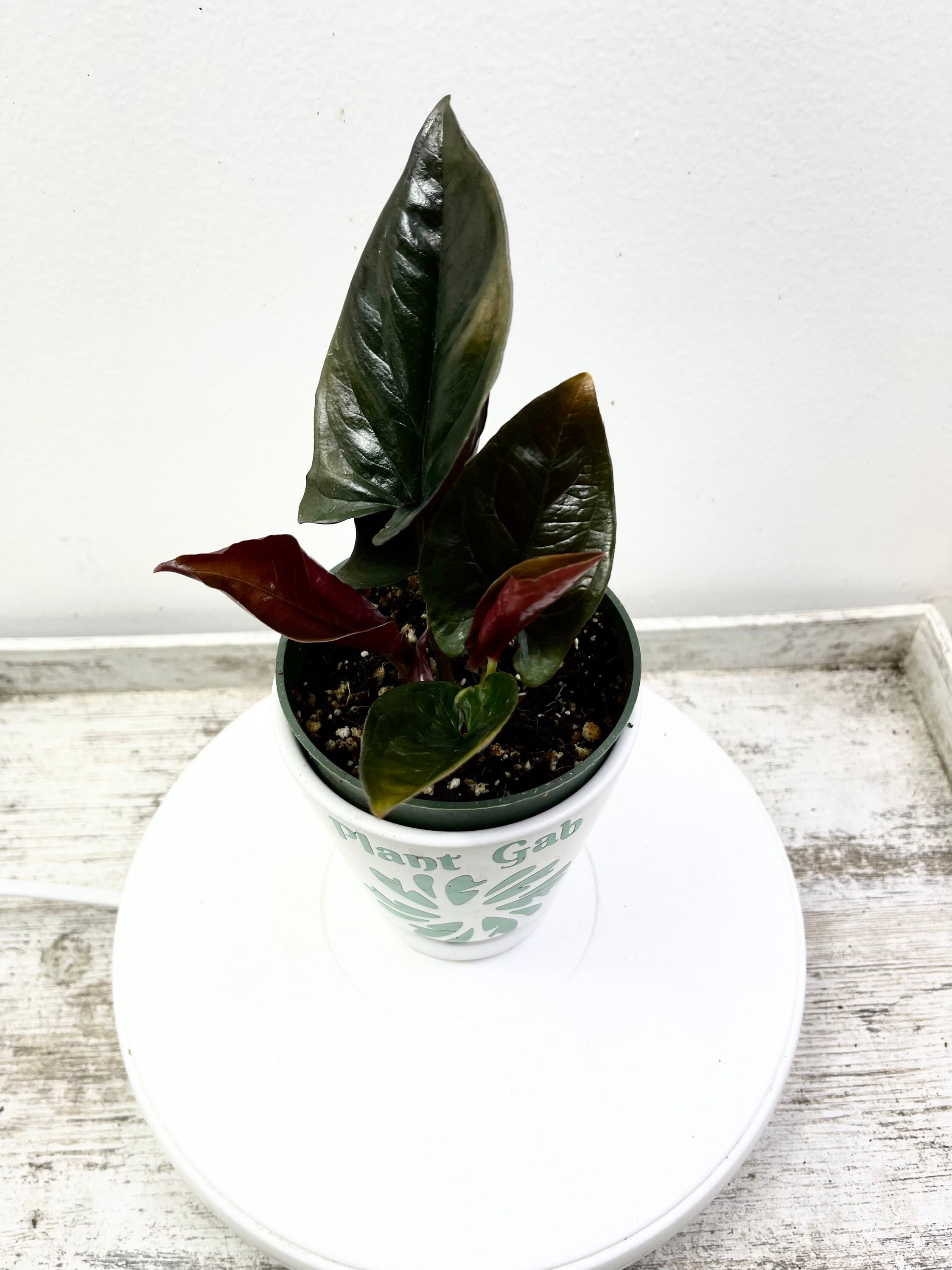 Syngonium Erythrophyllum Llano Carti Rd. in 3.5 4 Pot | Etsy