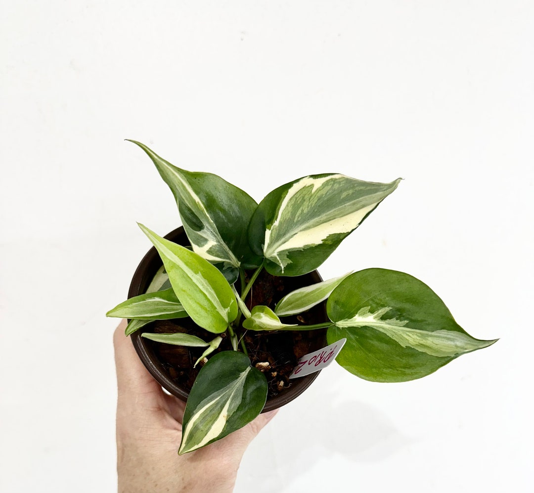 Philodendron Rio, Philodendron Hederaceum, Rio Heart Shaped ...