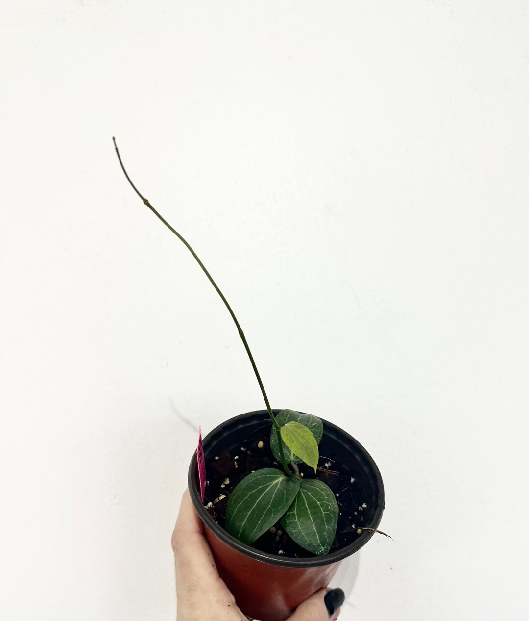 Hoya Fitchii in 4 Pot With New Growth Rare Hoya Hard - Etsy