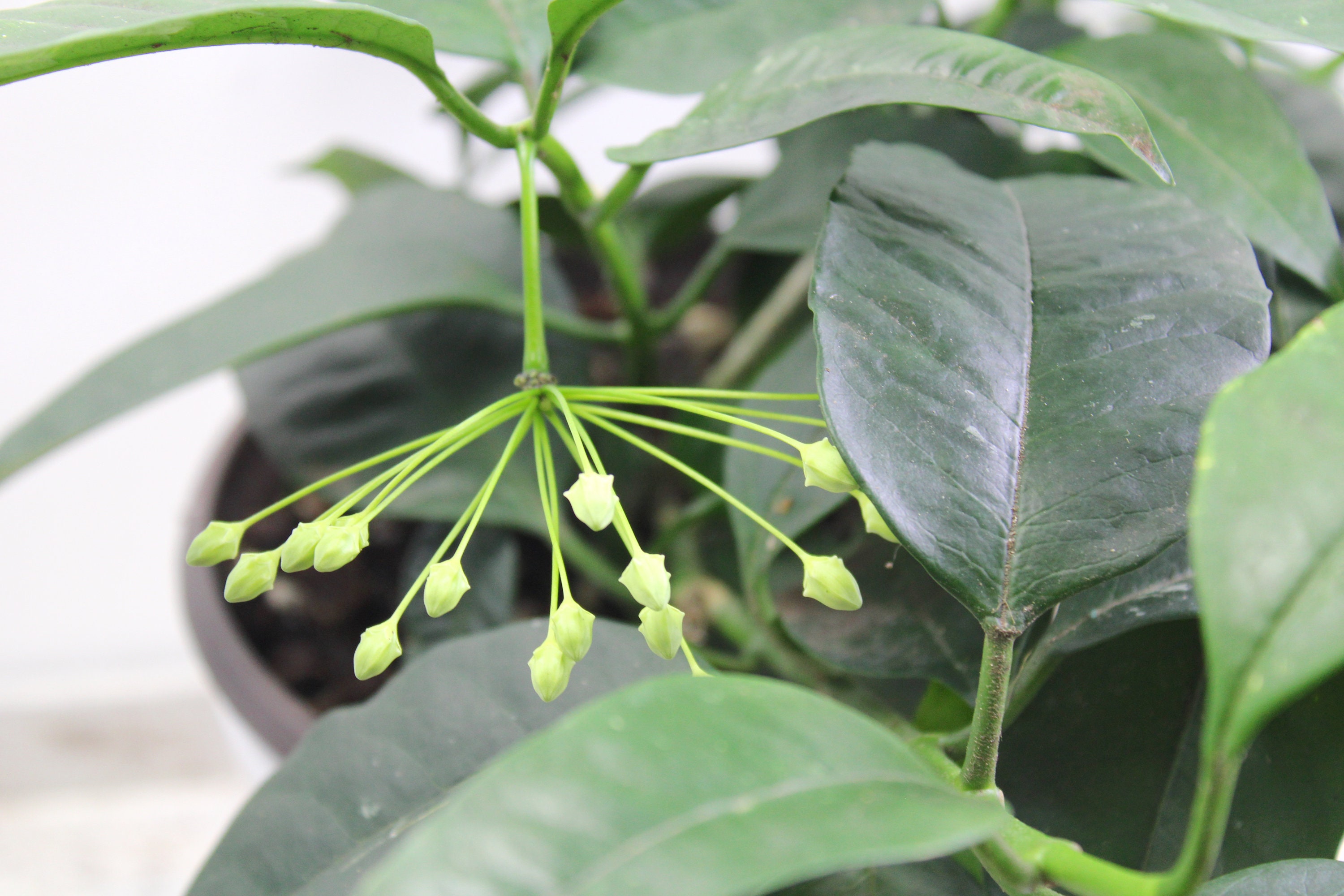 Hoya Multiflora Shooting Star Hoya Cutting One UNROOTED - Etsy