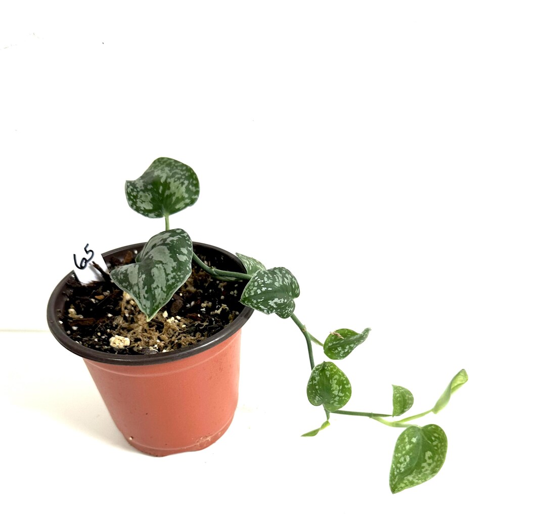 Rare Scindapsus Tricolor 4" - RARE Scindapsus Tricolor - Collectors ...