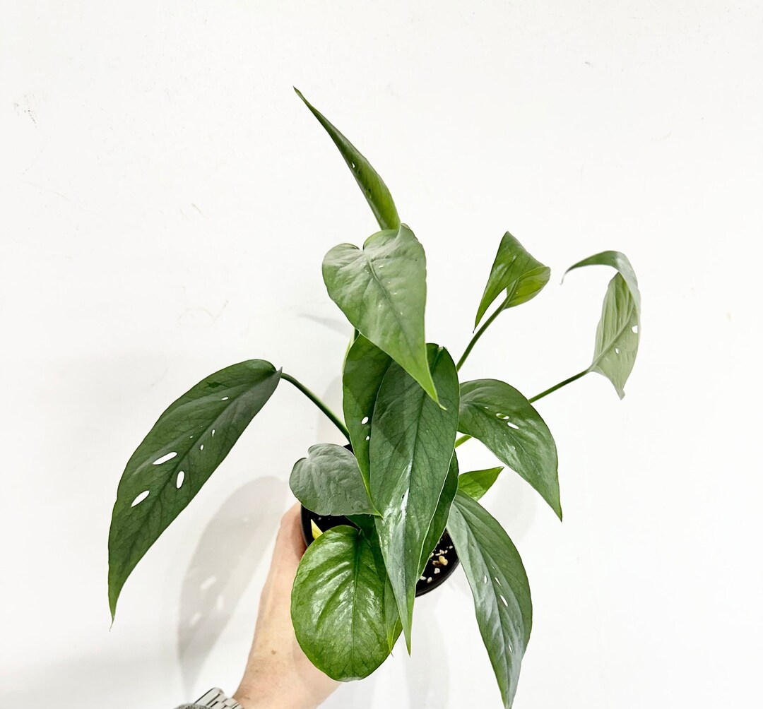 Cebu Blue Aka Epipremnum Pinnatum 'cebu Blue' in 4 Pot / Cebu Blue ...