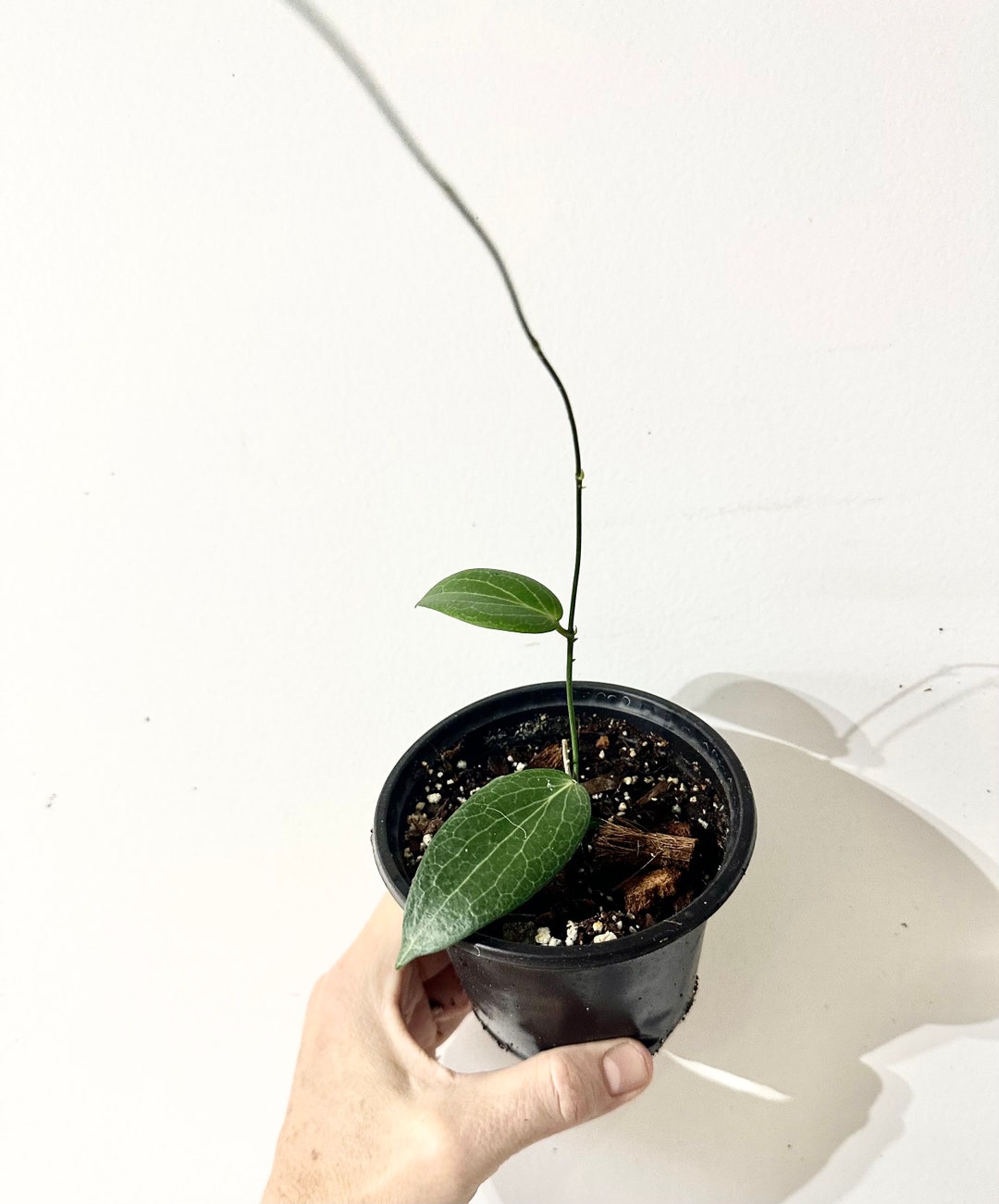 Hoya Fitchii in 4 Pot With New Growth, Rare Hoya, Hard to Find Hoya ...