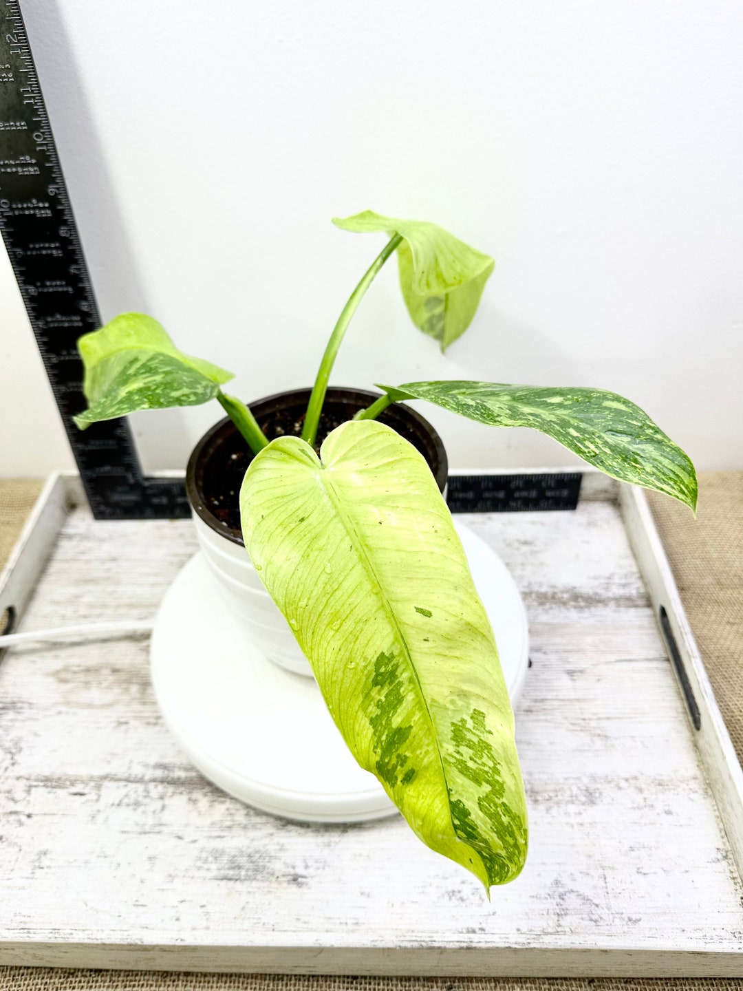 Philodendron Jose Buono in 6 Nursery Pot Exact Plant HIGHLY Variegated ...
