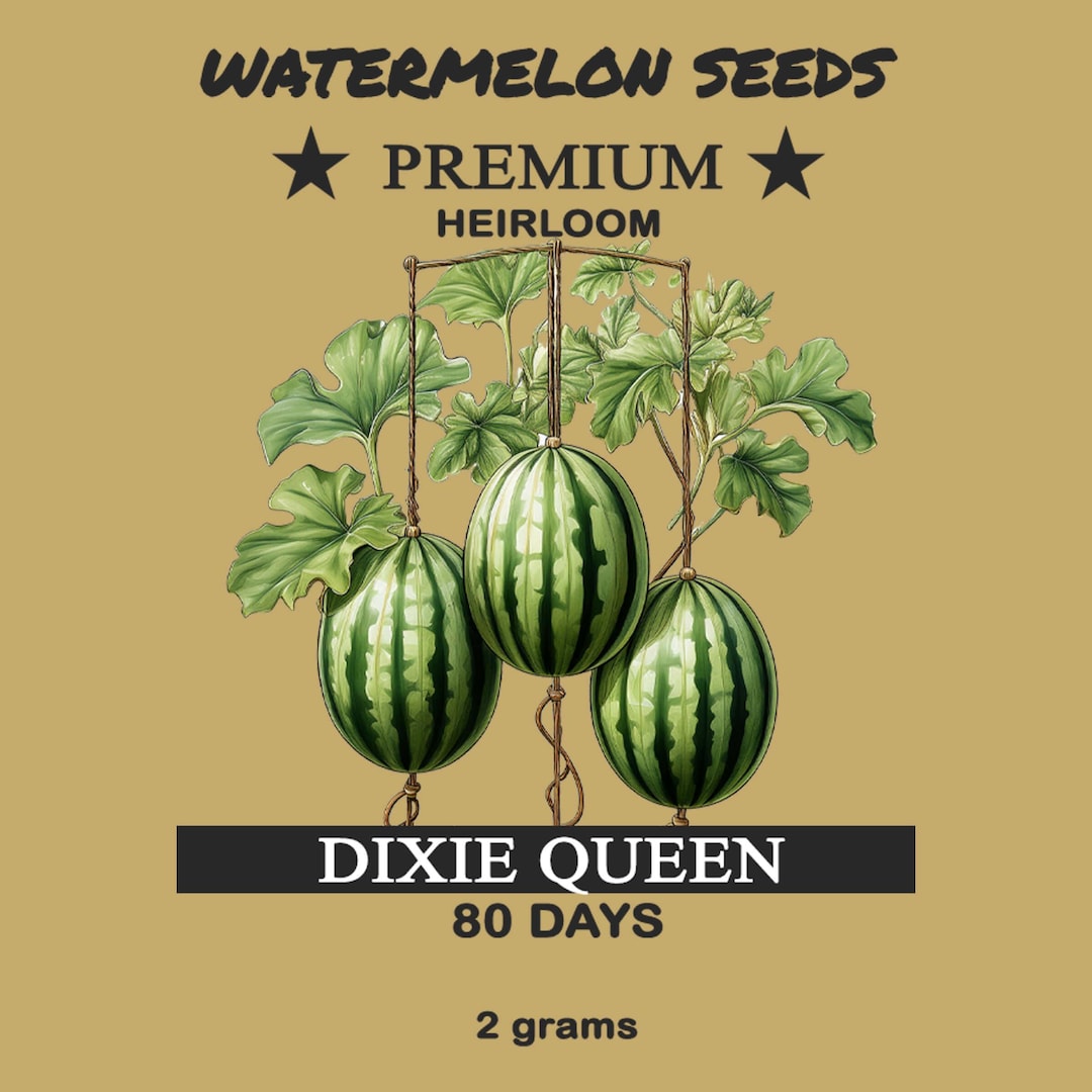 Watermelon Seeds Dixie Queen Large Best Culinary Gourmet Premium Best Heirloom Seed Gardener ...