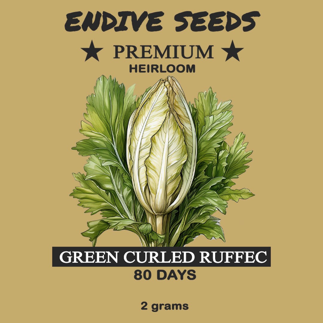 Endive Seeds - Green Curled Ruffec - Culinary Gourmet Mix Premium Best ...