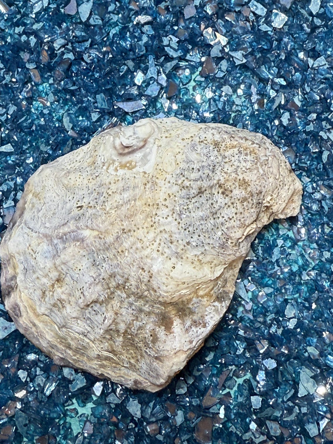 She Said Yes, Beach Themed Wedding Gift, Pearl and Gold OYSTER Shell ...