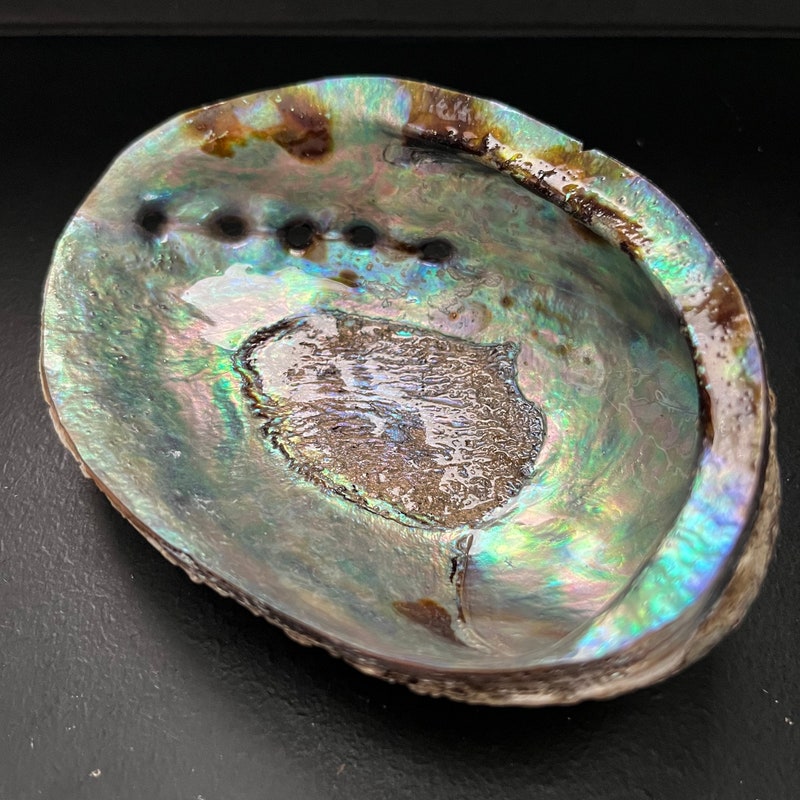 Ammonite Shell - Etsy