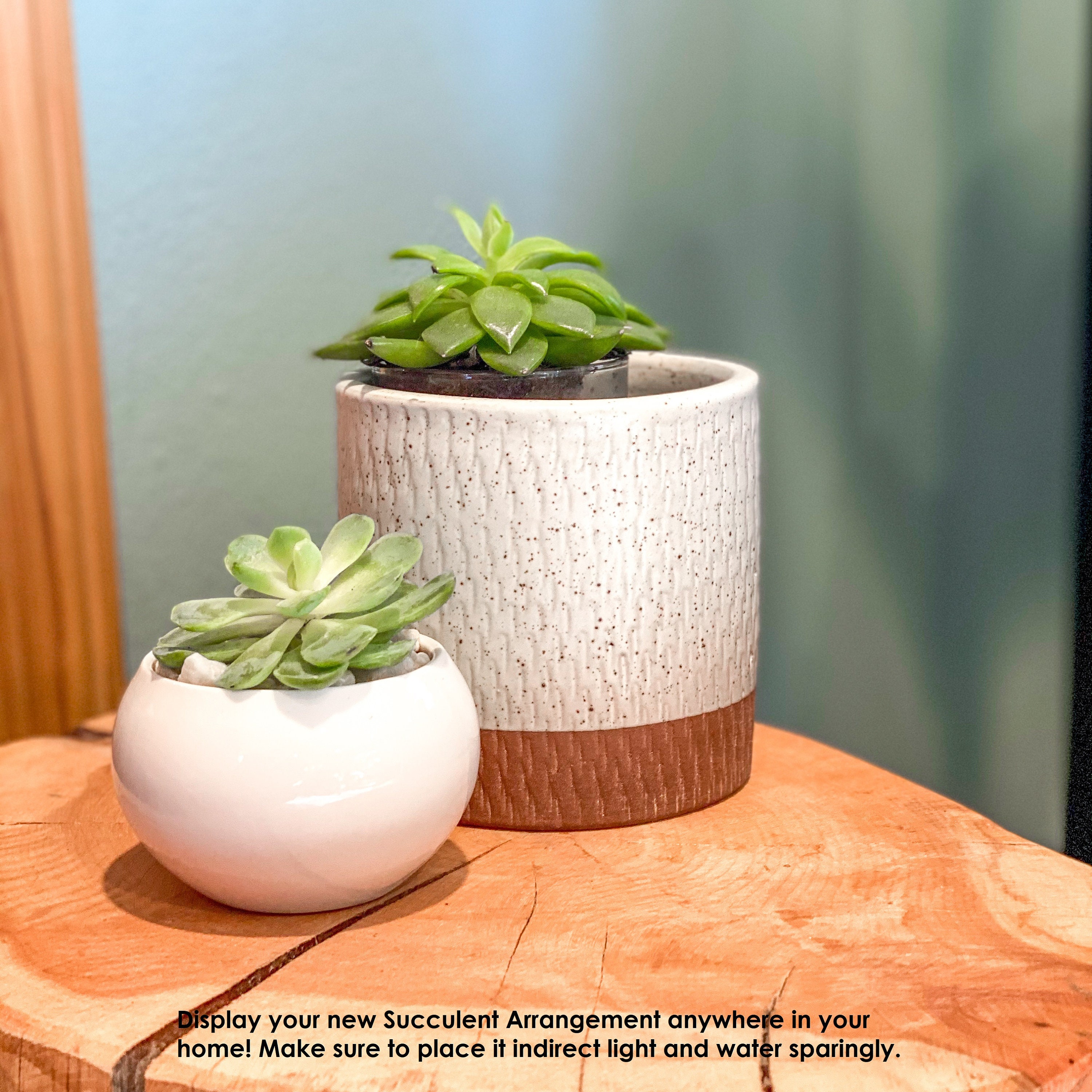 Plant Gift Box Gift for Women Gifts for Women Plant Gifts | Etsy