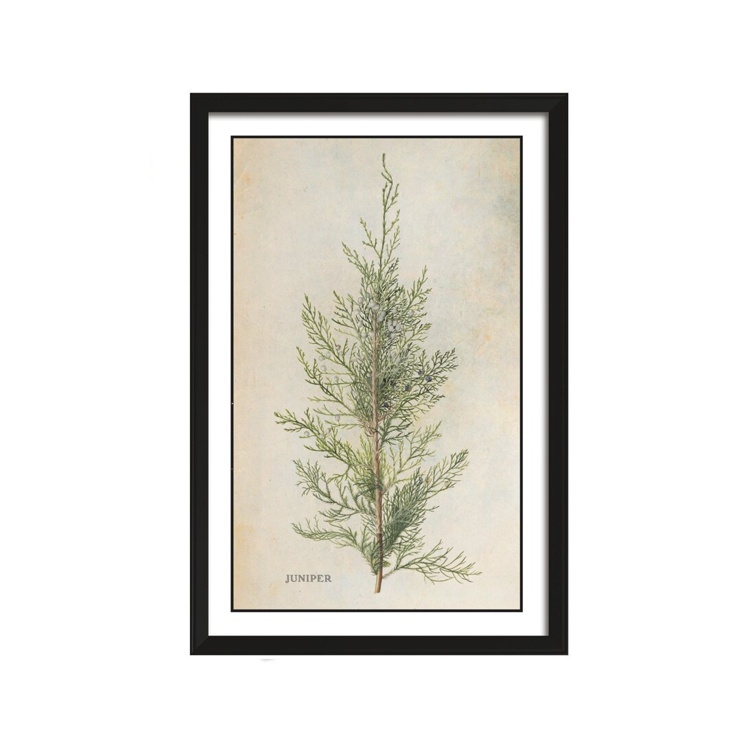 Juniper Vintage Botanical Art 11" X 17" - Buy 2 Get 1 FREE - Botanical ...