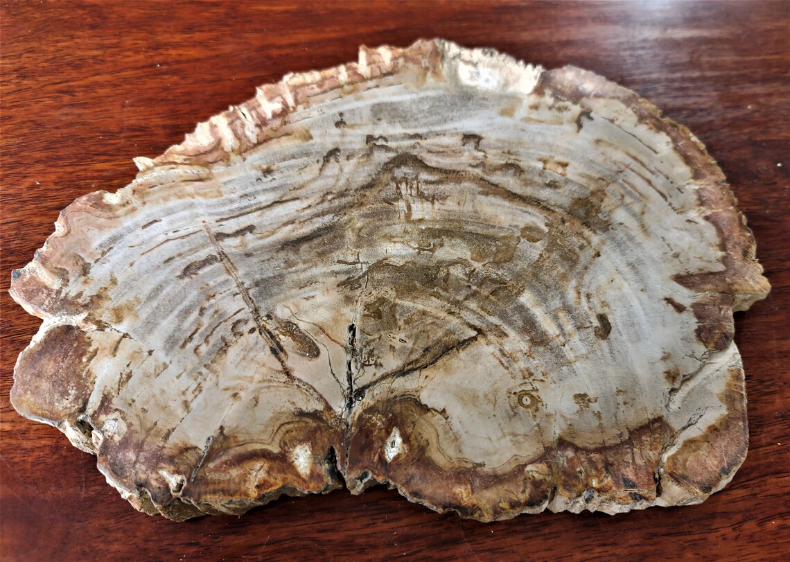 Petrified Wood Slices - Etsy