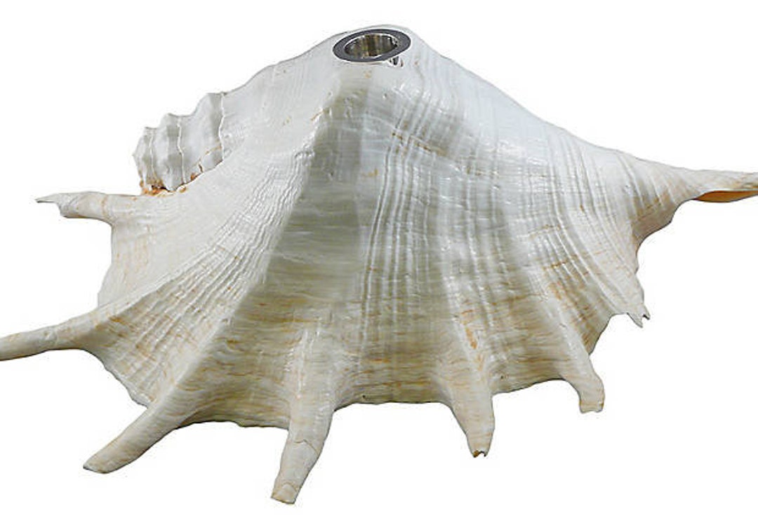 Giant Spider Shell Taper Candle Holder With Sterling Silver - Etsy