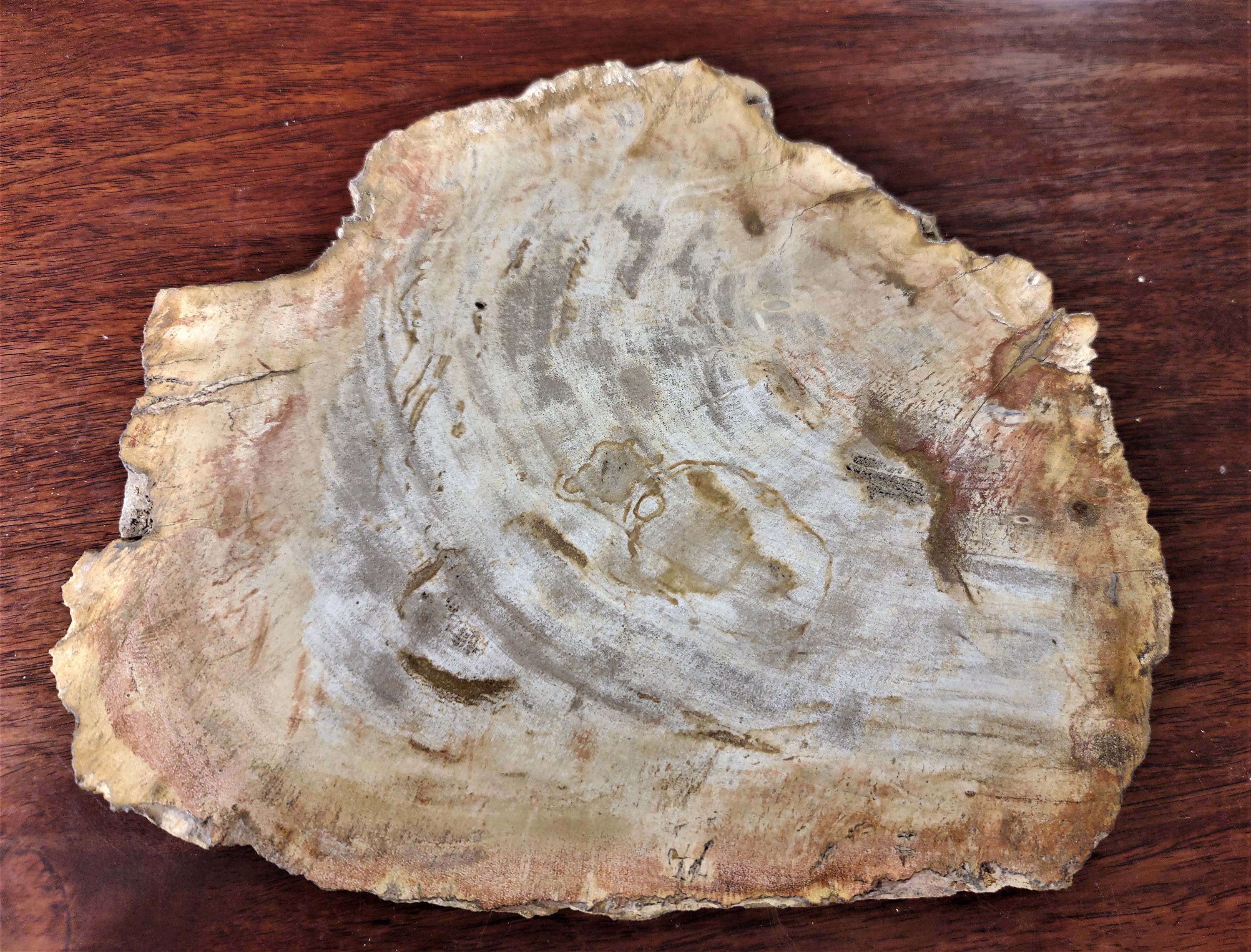 Petrified Wood Slices - Etsy