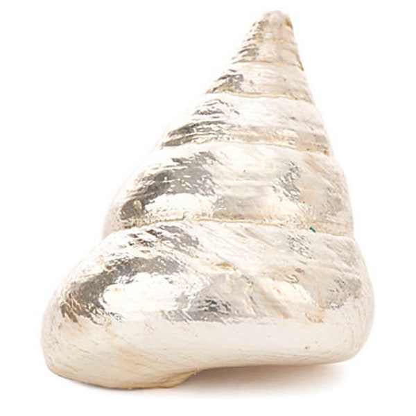 Trochus Shell - Etsy