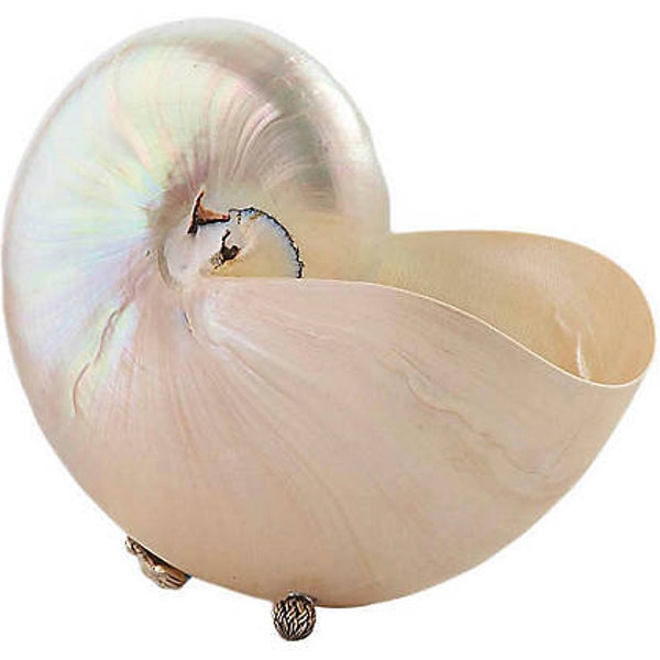 Large Nautilus Shell - Etsy