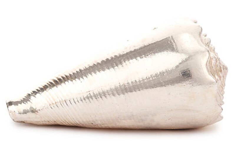 Silver Plated Cone Shell - Etsy