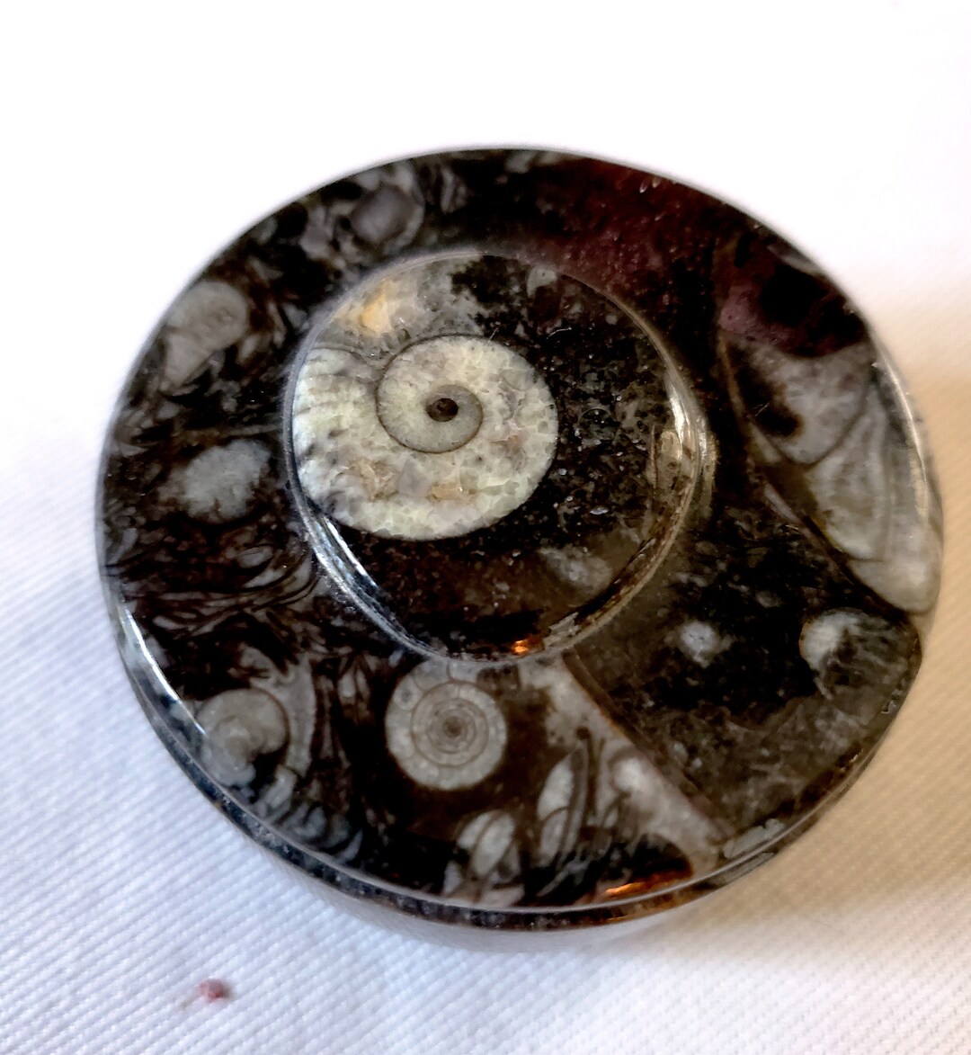 Round Lidded Box Cut From Stone With Fossils - Etsy