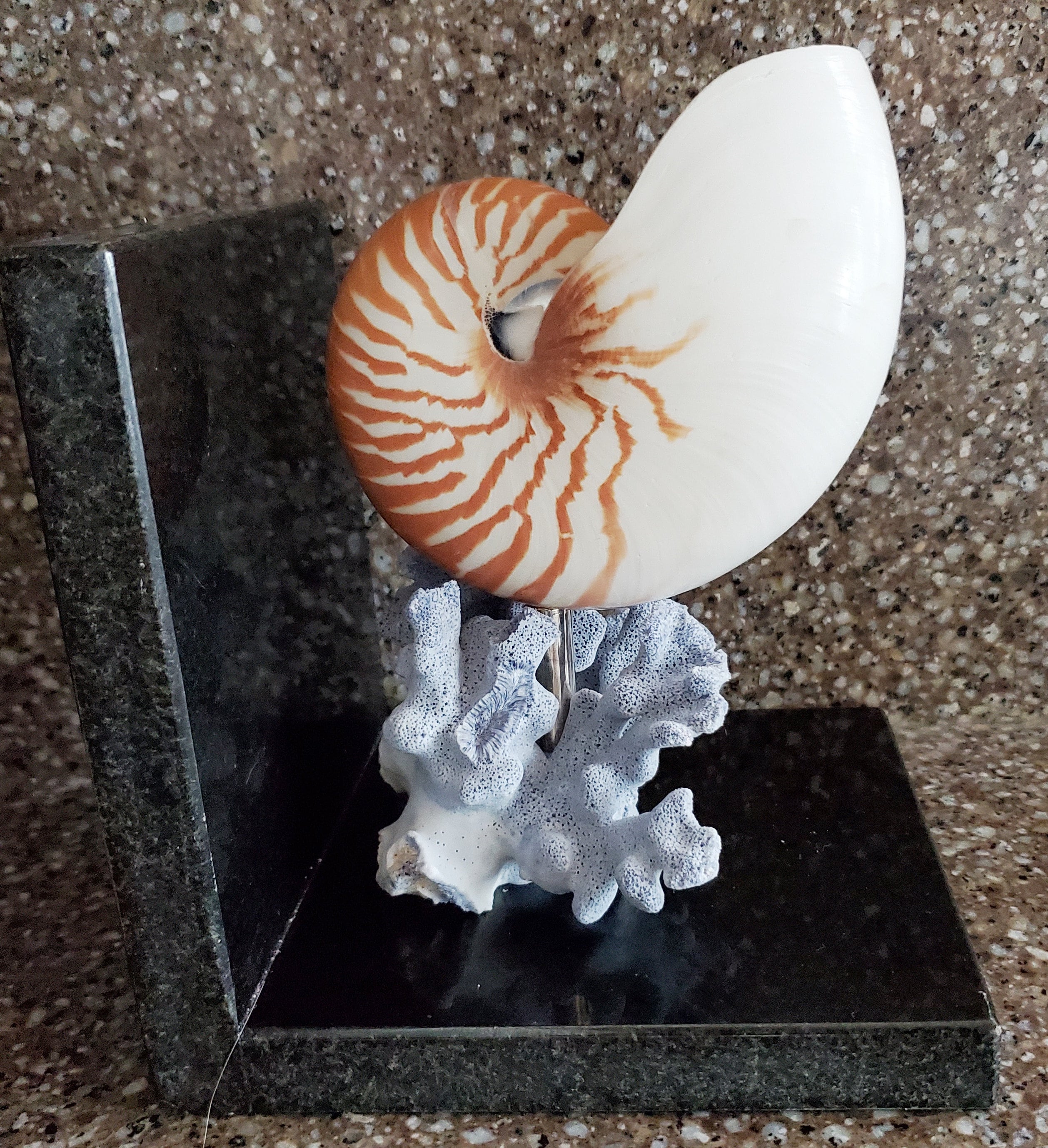 Nautilus Shell Bookend Resting in a Bed of Blue Coral - Etsy