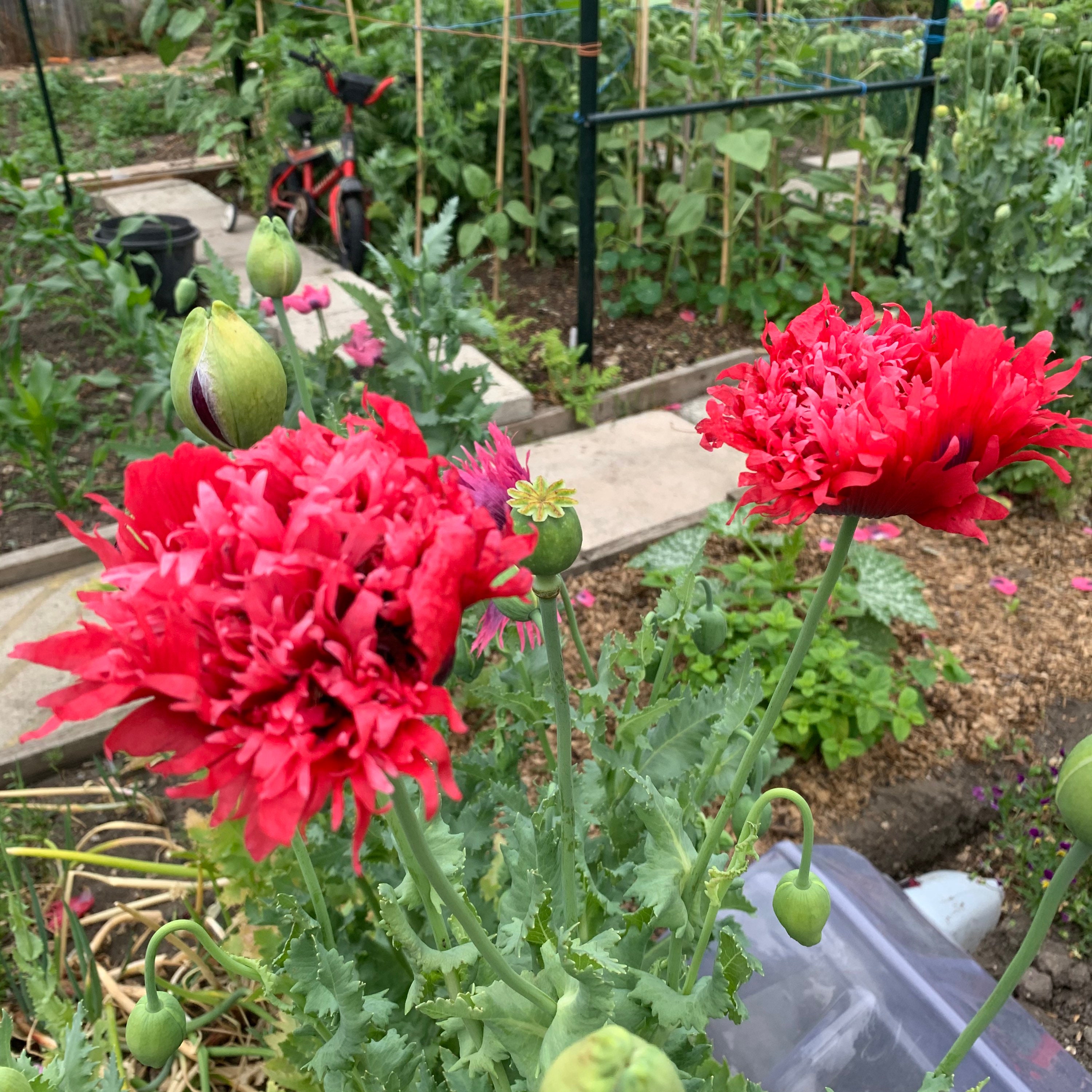 Peony Pom Pom Poppy Seeds Papaver Somniferum - Etsy UK