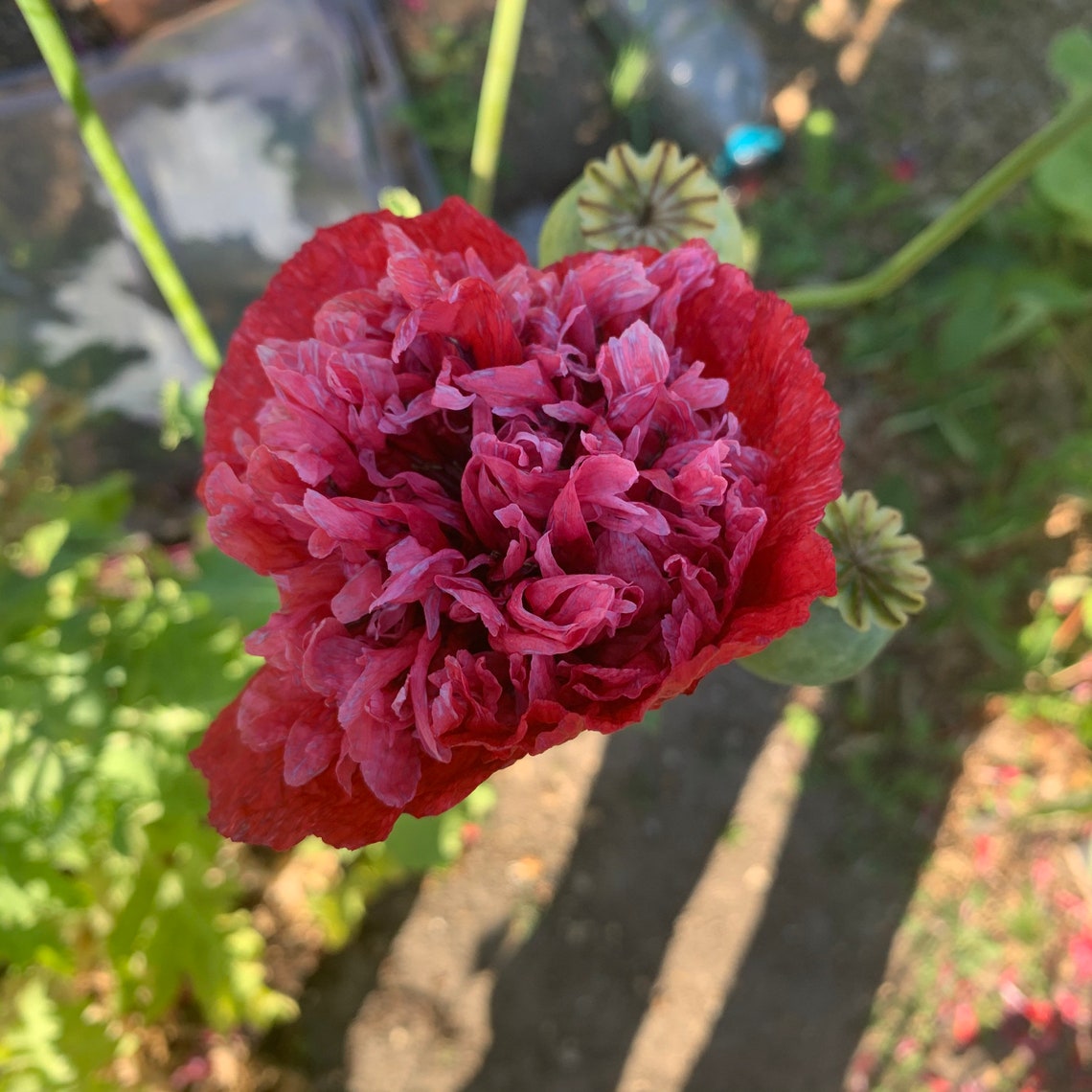 Peony Pom Pom Poppy Seeds Papaver Somniferum - Etsy UK