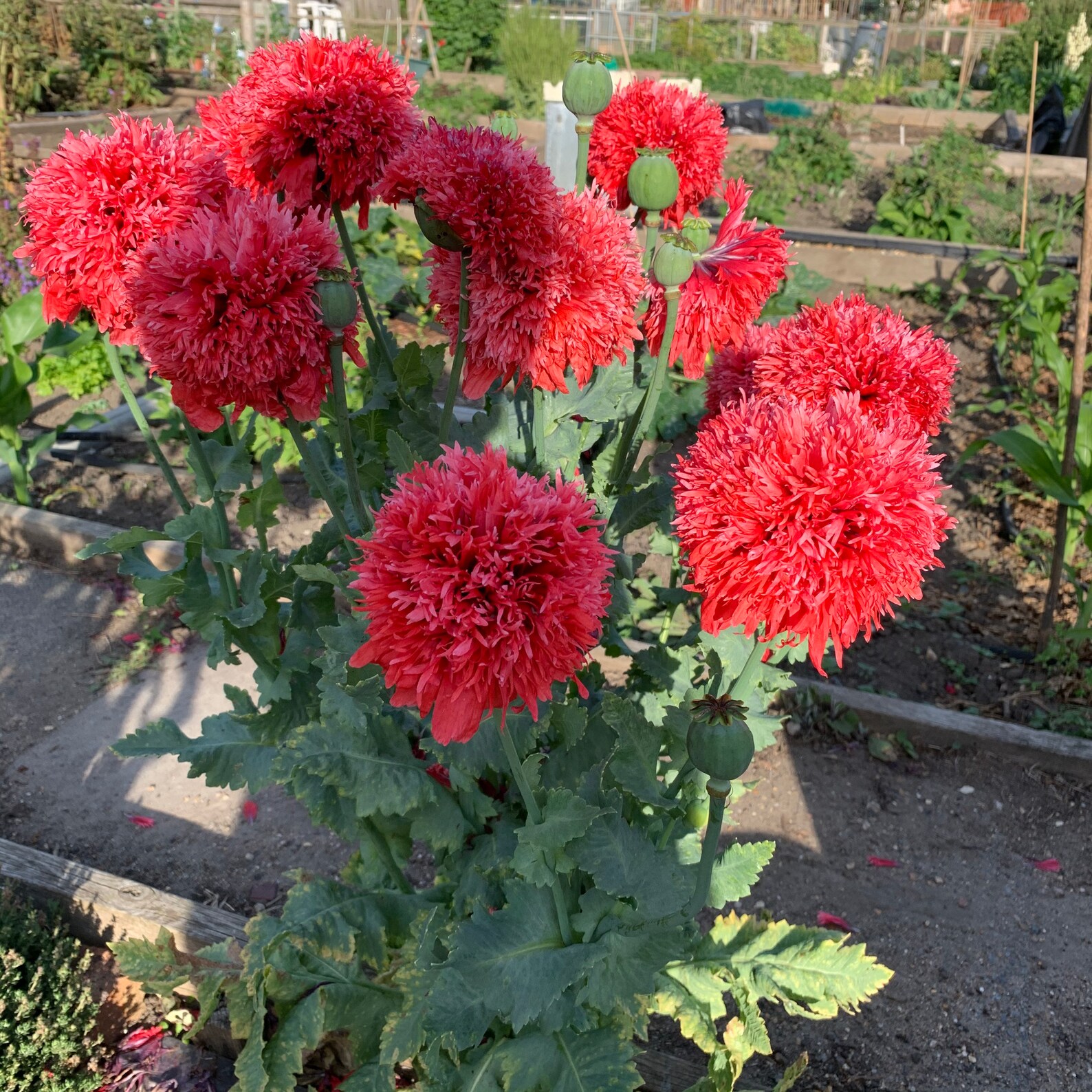 Peony Pom Pom Poppy Seeds Papaver Somniferum - Etsy UK