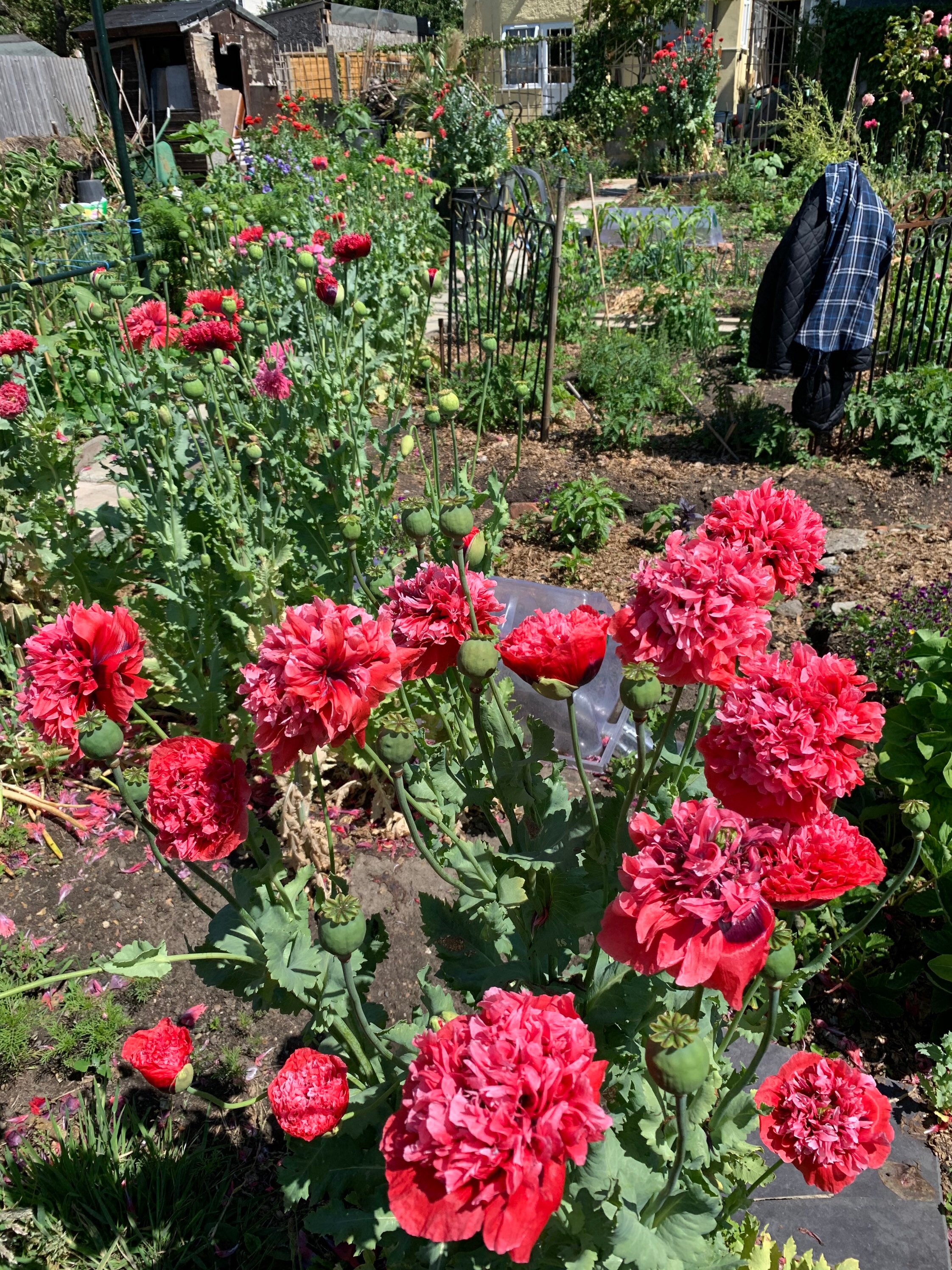 Peony Pom Pom Poppy Seeds Papaver Somniferum - Etsy UK