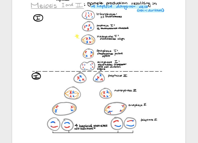 Complete Set of MCAT Notes - Etsy