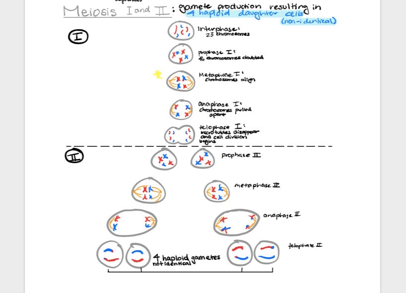 Complete Set of MCAT Notes - Etsy