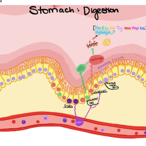Complete Set of MCAT Notes - Etsy