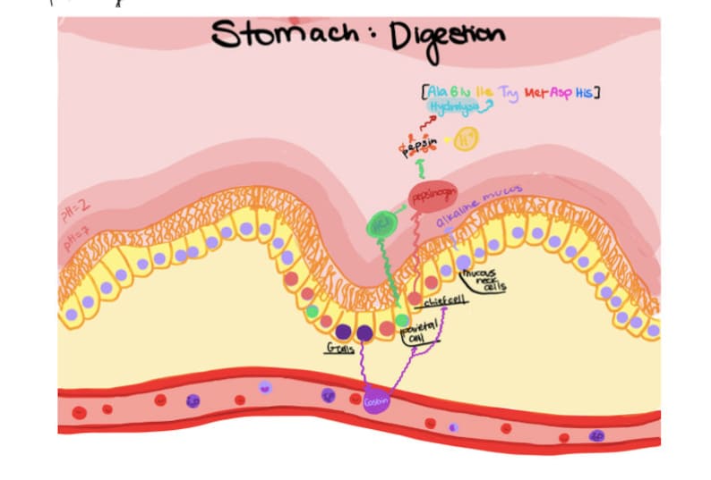 Complete Set of MCAT Notes - Etsy