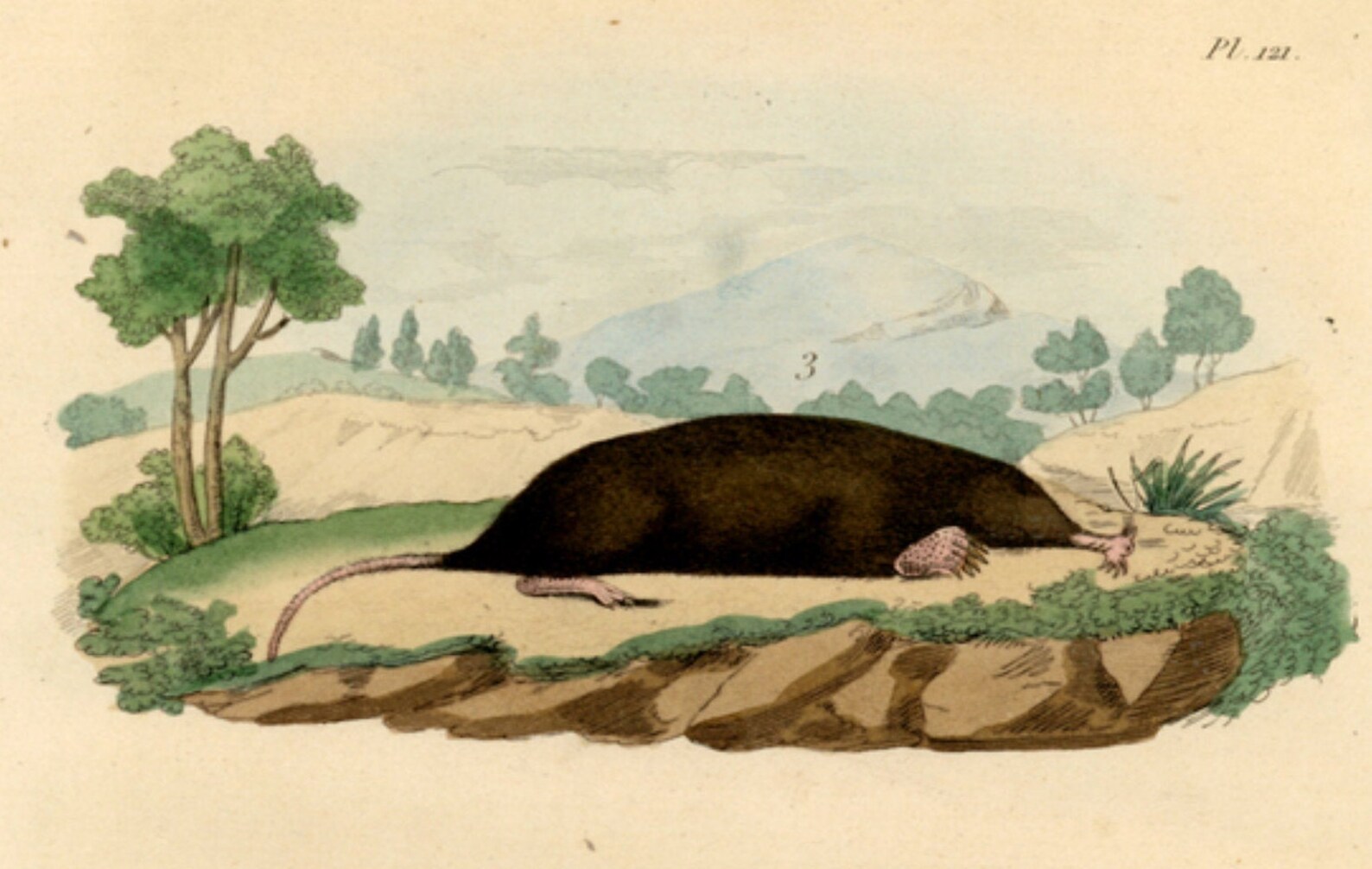 19th Century Rare Antique Hand Colored Natural History Print - Etsy