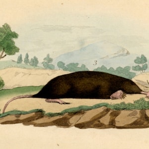 19th Century Rare Antique Hand Colored Natural History Print - Etsy