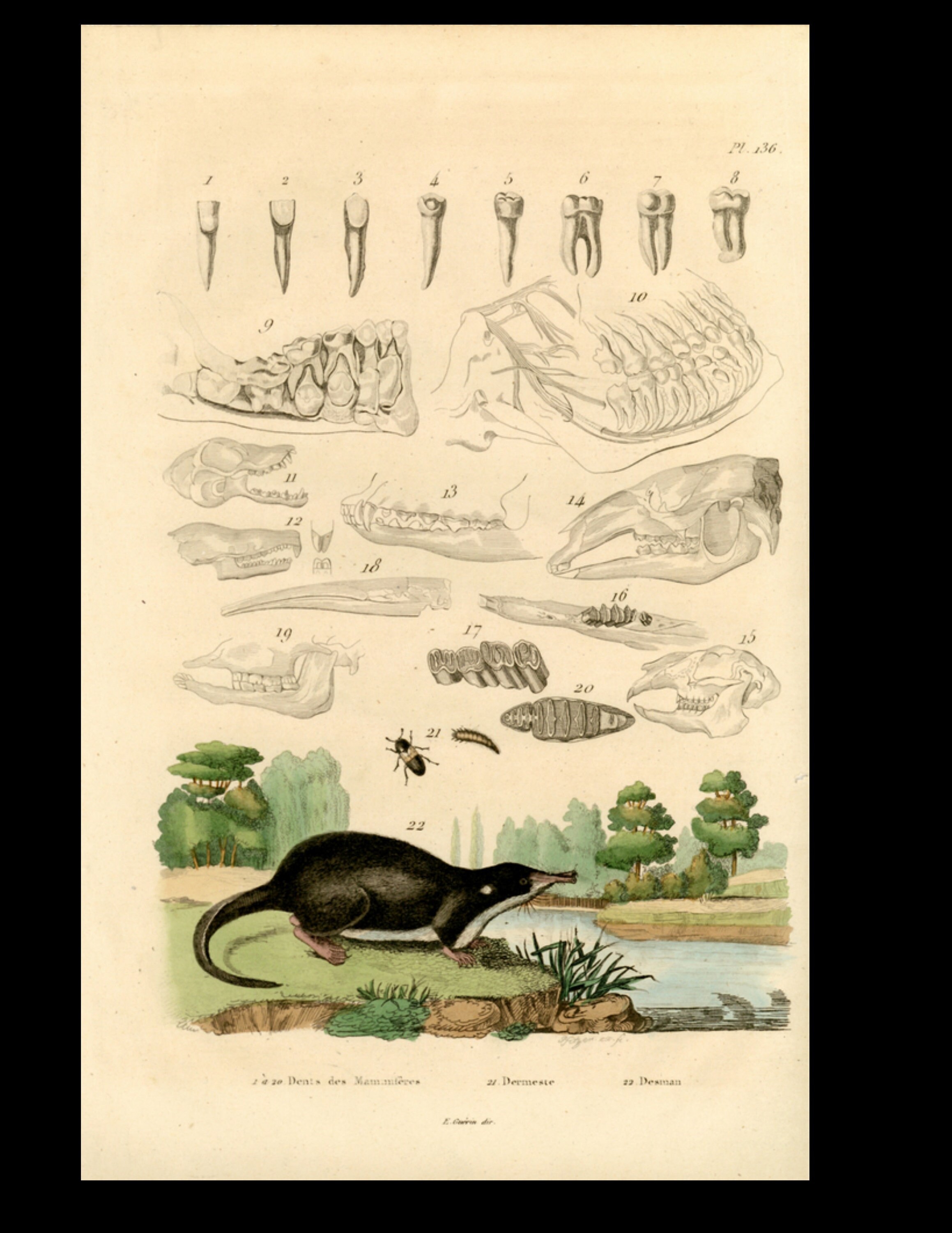 19th Century Rare Antique Hand Colored Natural History Print - Etsy