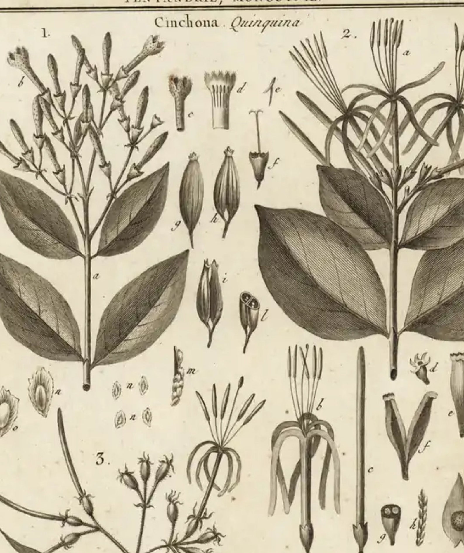 Historia natural Original Plantas de grabado botánico hierbas | Etsy