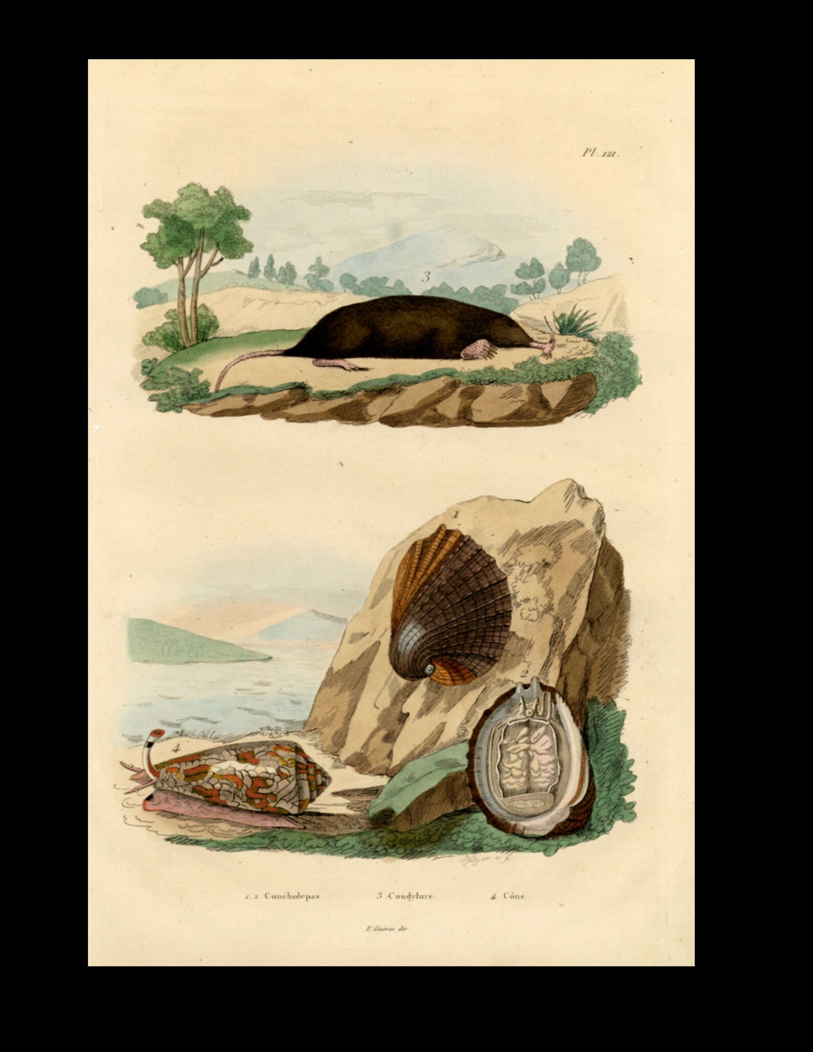 19th Century Rare Antique Hand Colored Natural History Print - Etsy