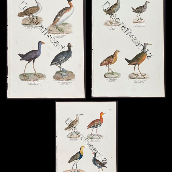 Antique Lithograph Prints - Etsy