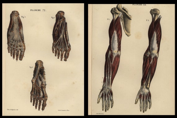 Two Prints 19th CenturyHand colored human anatomy lithograph | Etsy