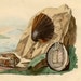 19th Century Rare Antique Hand Colored Natural History Print - Etsy