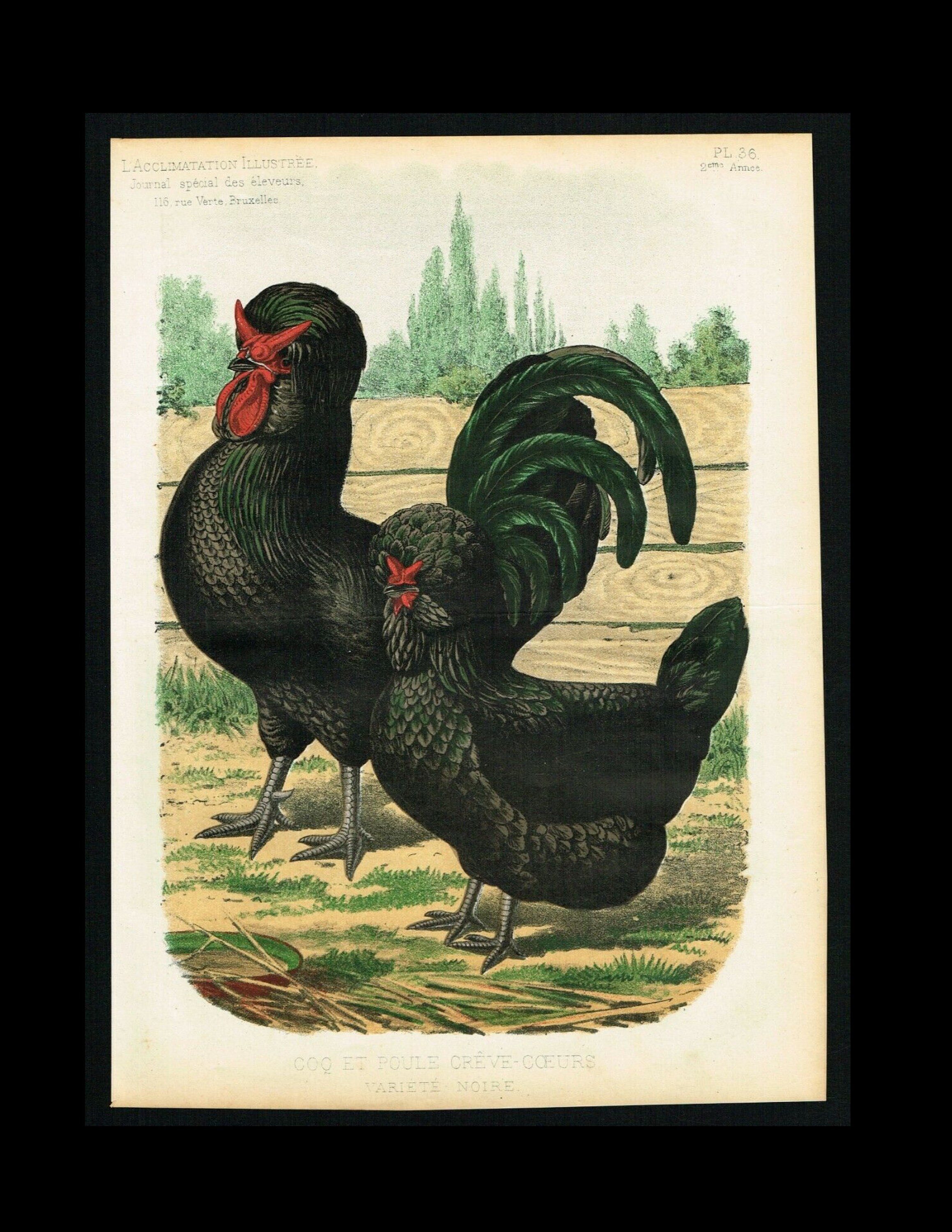 Endangered Chicken Breeds
