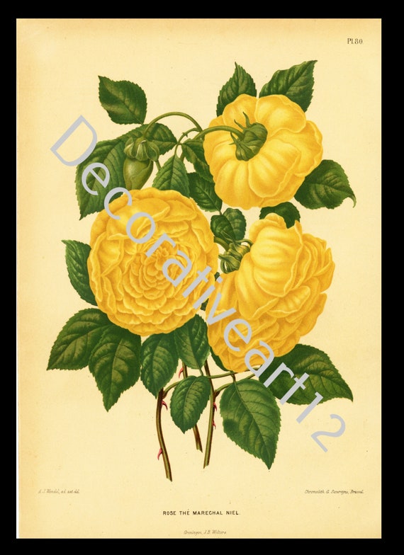 Yellow roses botanical antique hand colored lithograph print | Etsy