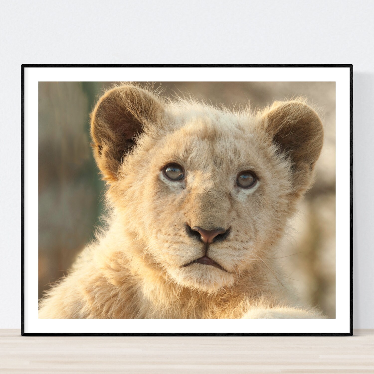 Baby Lion Photo Print/africa Photo Print/africa Art Print/lion Photo - Etsy