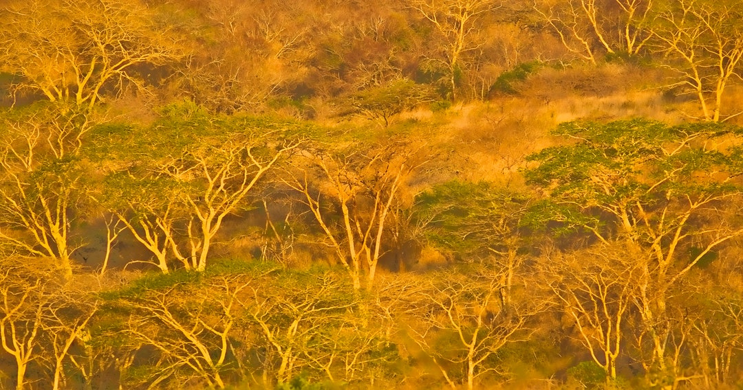 African Tree Wall Art/african Art Print/african Art Photography - Etsy