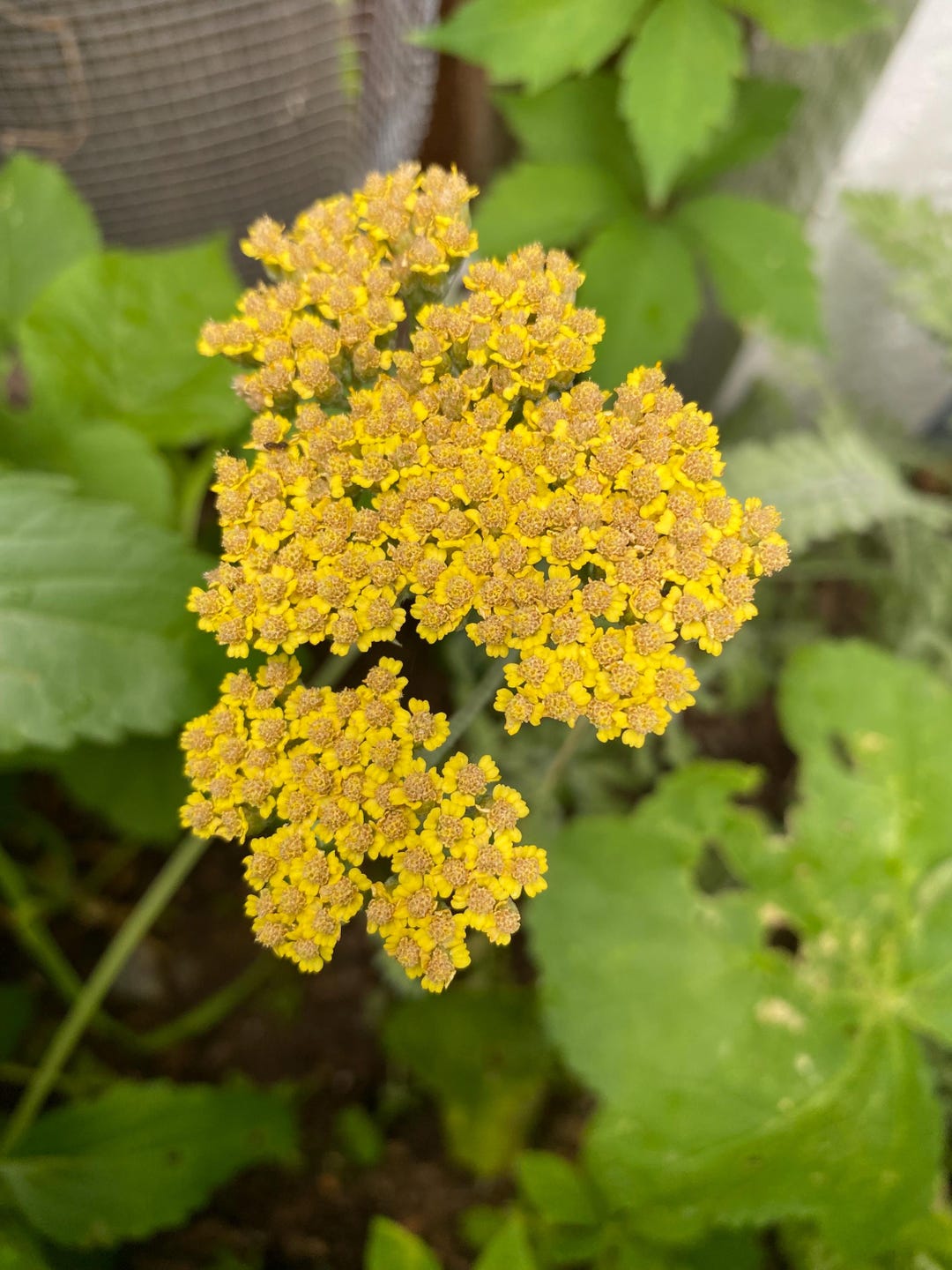 Yarrow First Aid Kit - Etsy