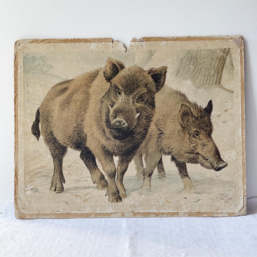 Wild Boar Print – Antique Danish 1800s School Zoology Chart by Alfred ...