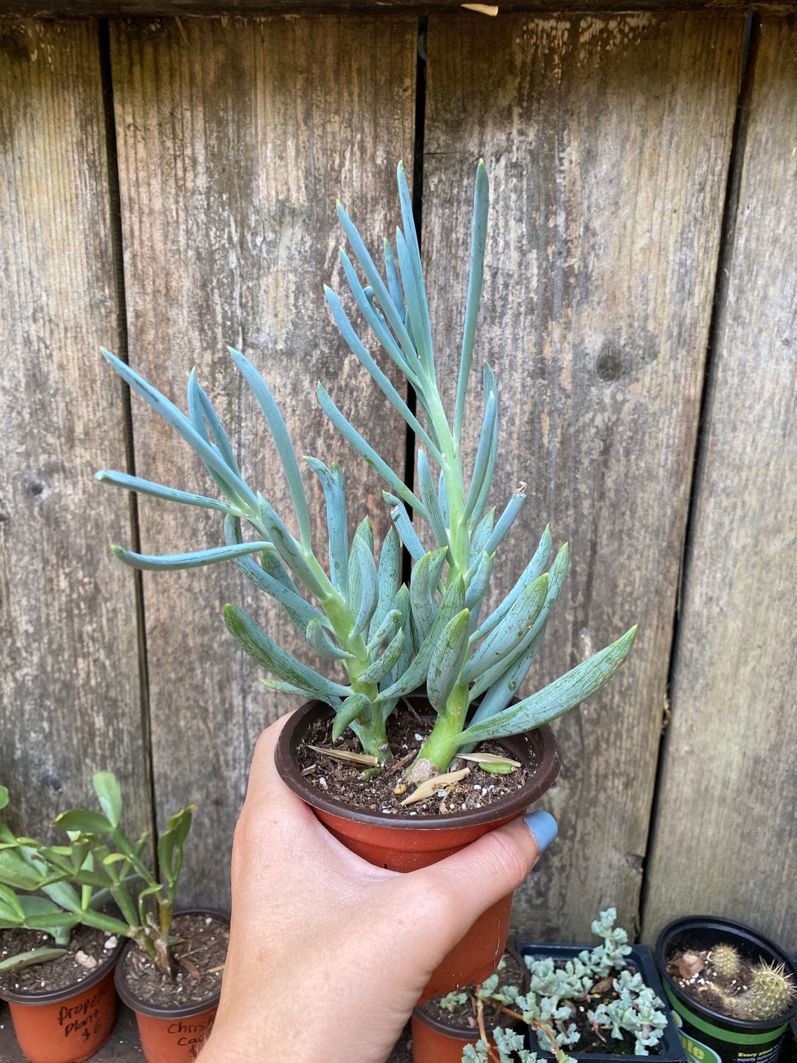 Blue Chalksticks Curio Repens/ Senecio Serpens - Etsy
