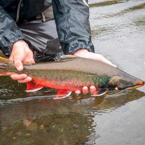 Streamer Pattern - Meat Whistle - Fly Fishing Trout Streamers for Your ...